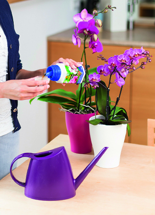 Orchideenpflege Im Winter